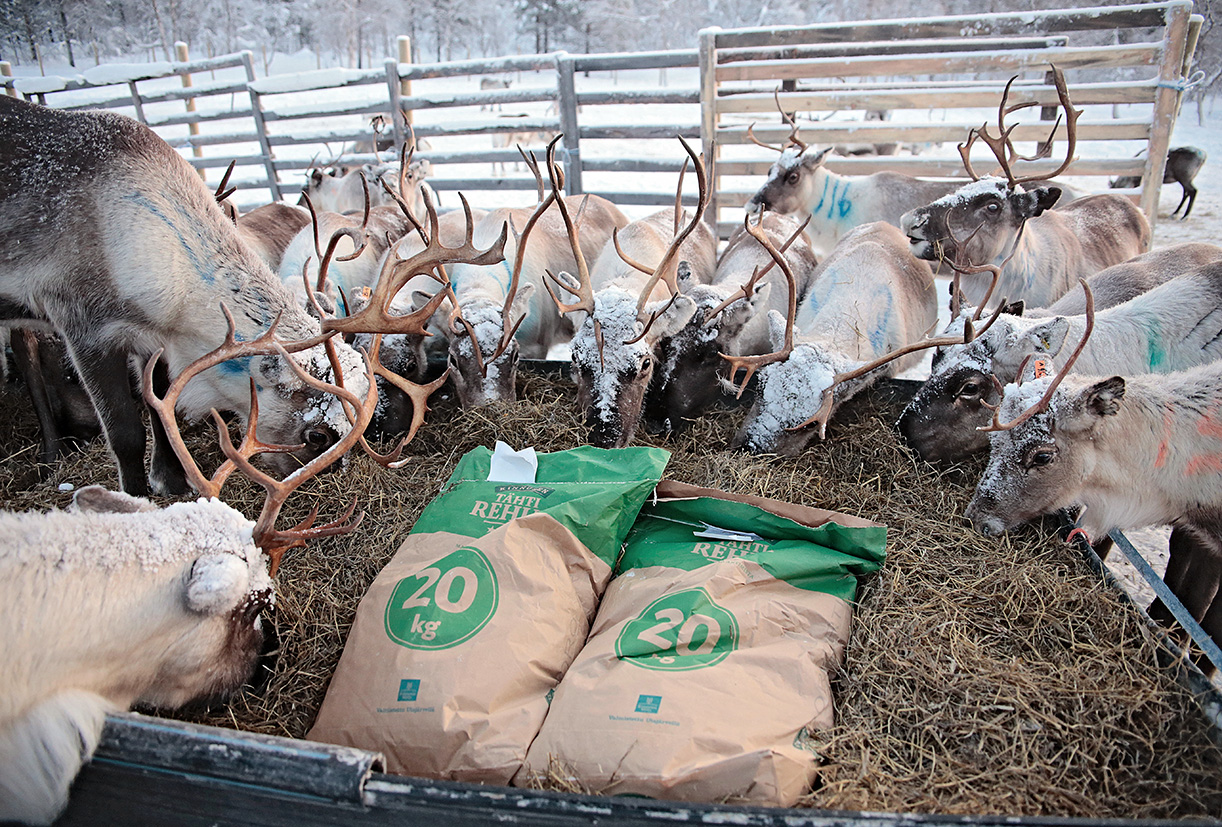 Just Transition in Sápmi | Amnesty